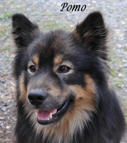 Pomo – Riihisillan Kennel